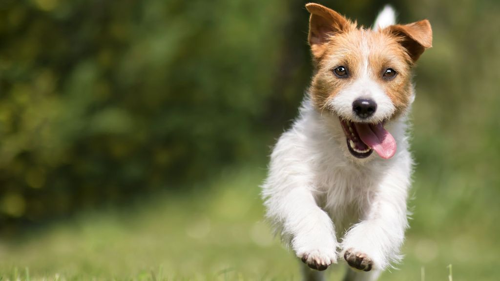 Small dog syndrome: What you need to know | PetsRadar