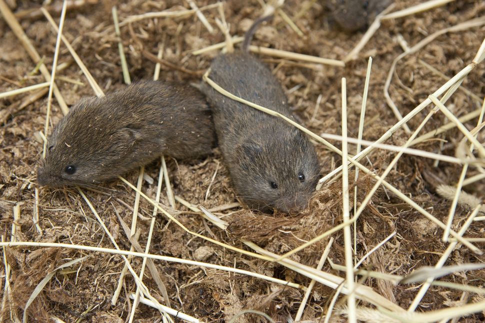 In Photos: Adorable Voles | Cute Animals | Live Science