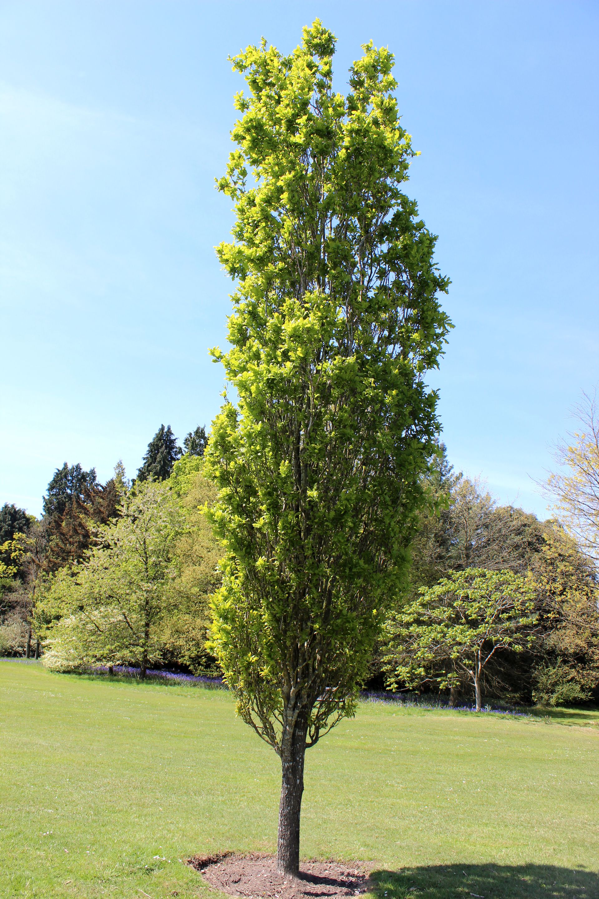 5 Affordable Privacy Trees That Create Screening on a Budget | Livingetc