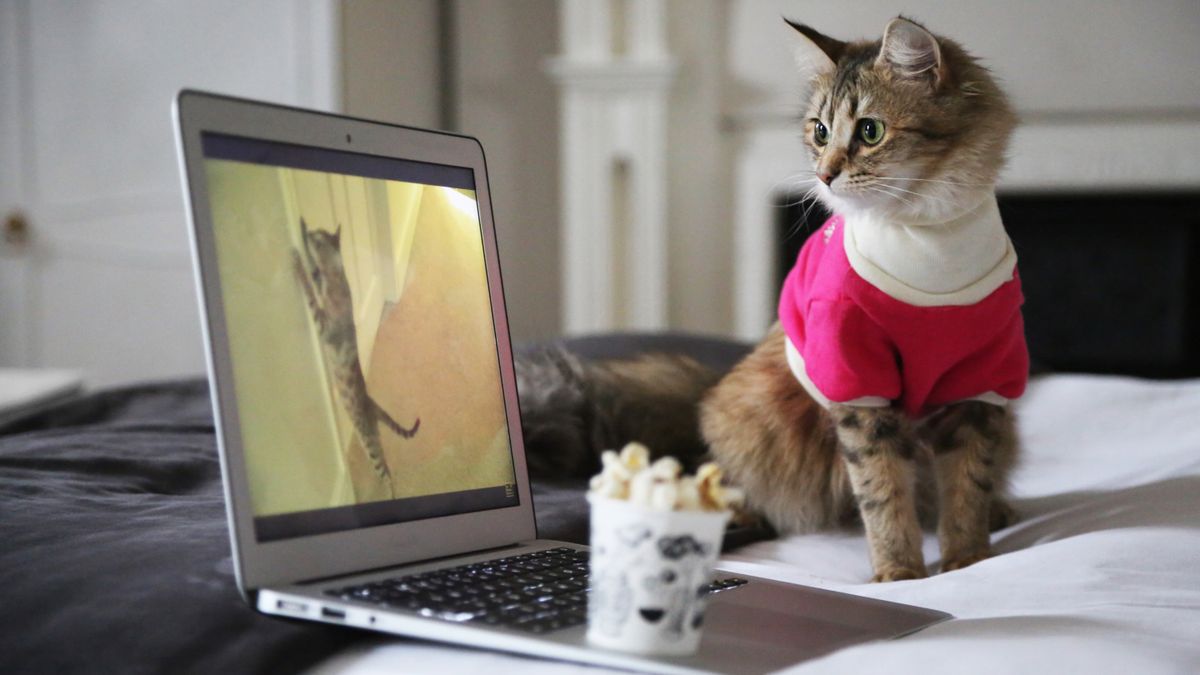 If I could be a cat for a day, here’s what I’d do | PetsRadar