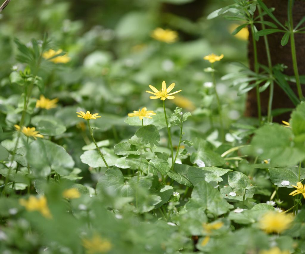 Invasive ground cover plants to avoid: 8 species | Homes and Gardens