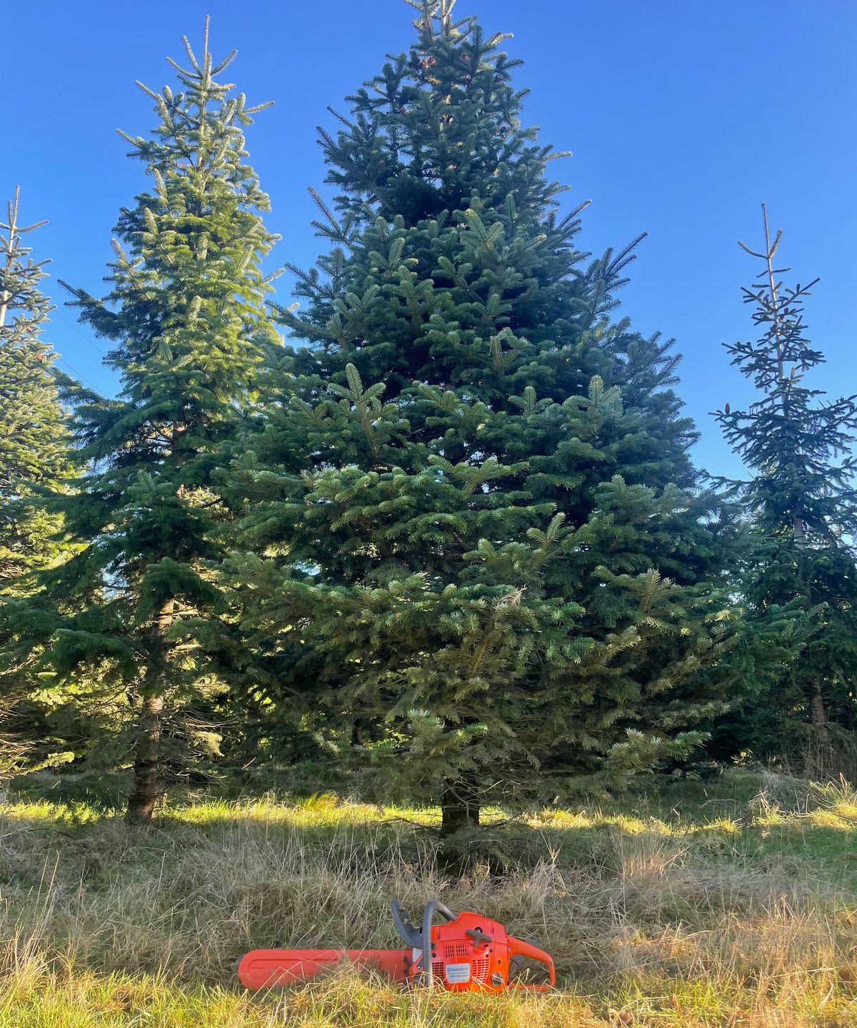 I'm a Christmas tree farmer and this is how Christmas trees are ...