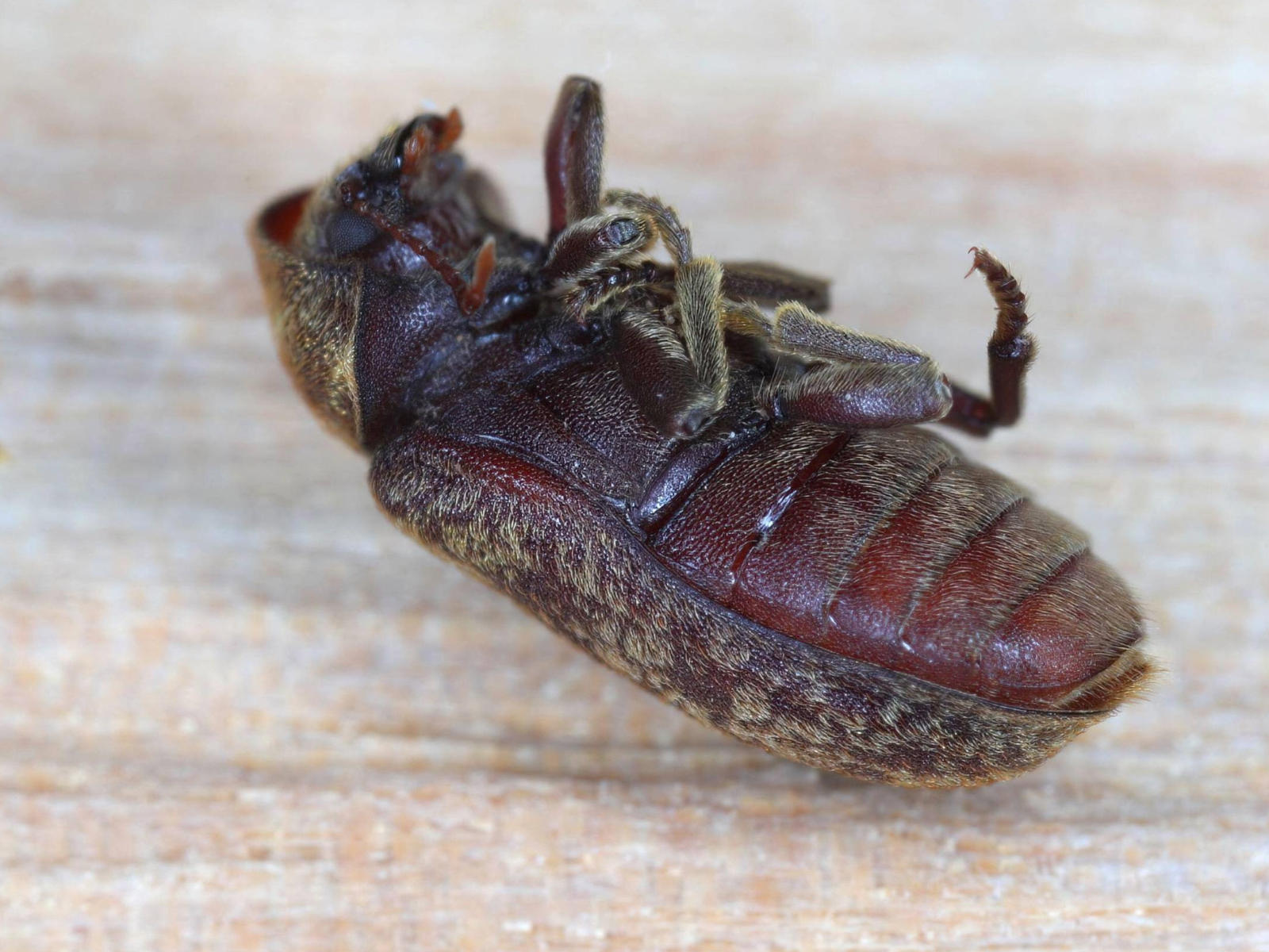 Deathwatch beetles: signs, causes and how to get rid of them | Homebuilding