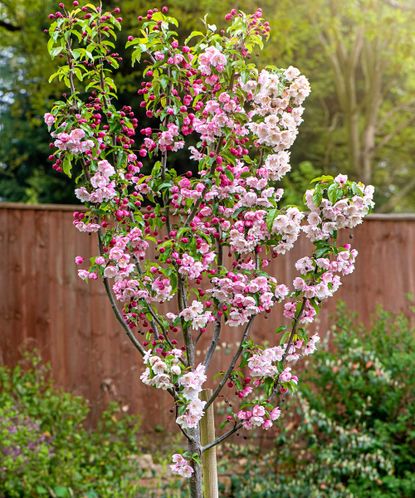 Best trees for small gardens: 11 top picks for less-than-large plots ...