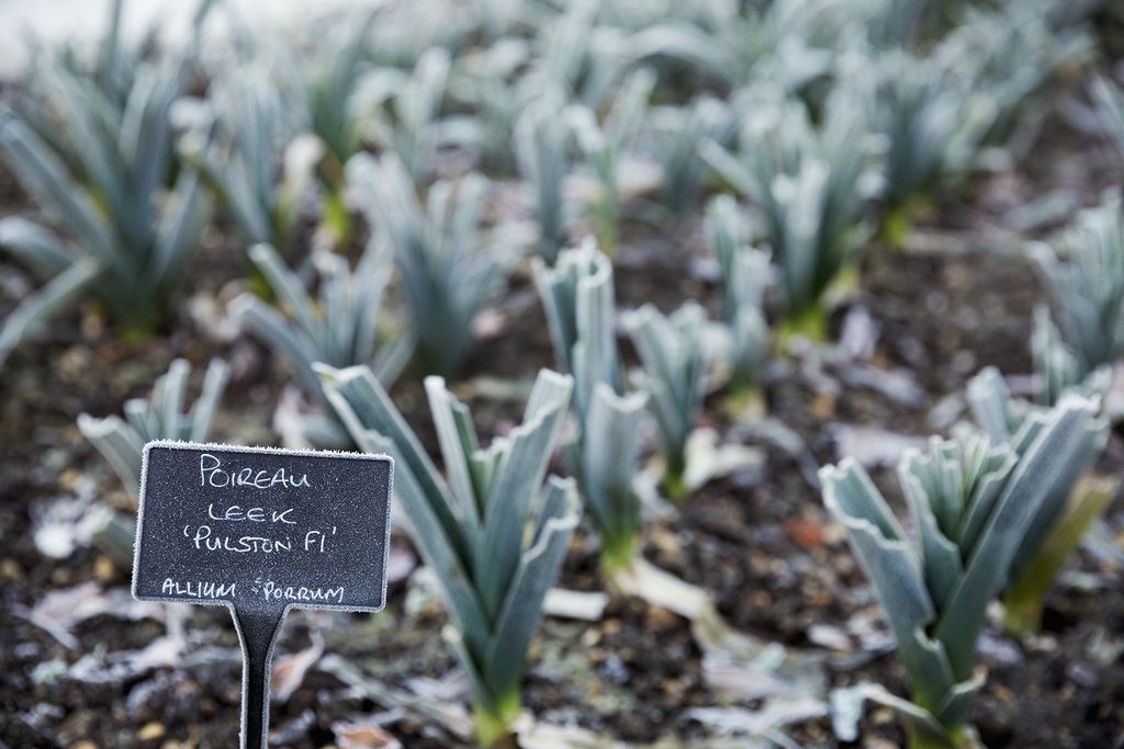 How to grow leeks: from seed or existing plants | Homes and Gardens