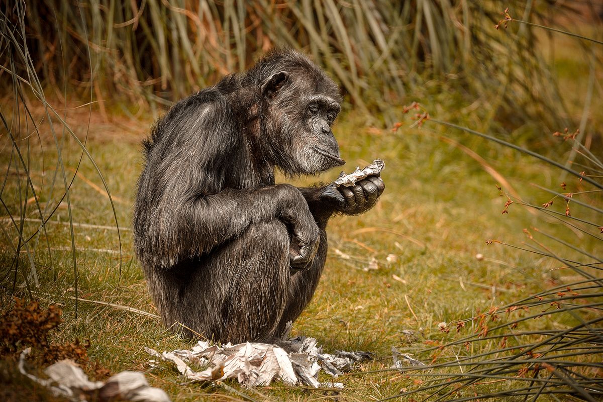 Can't go on a photography safari this year? Go ape with these tips to ...