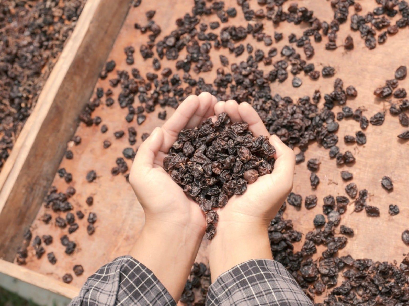 How To Dry Grapes From The Garden | Gardening Know How
