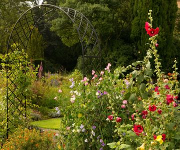 Hollyhocks care and growing guide: expert tips | Homes and Gardens