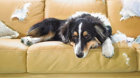 32 common dog behavior problems and solutions | PetsRadar