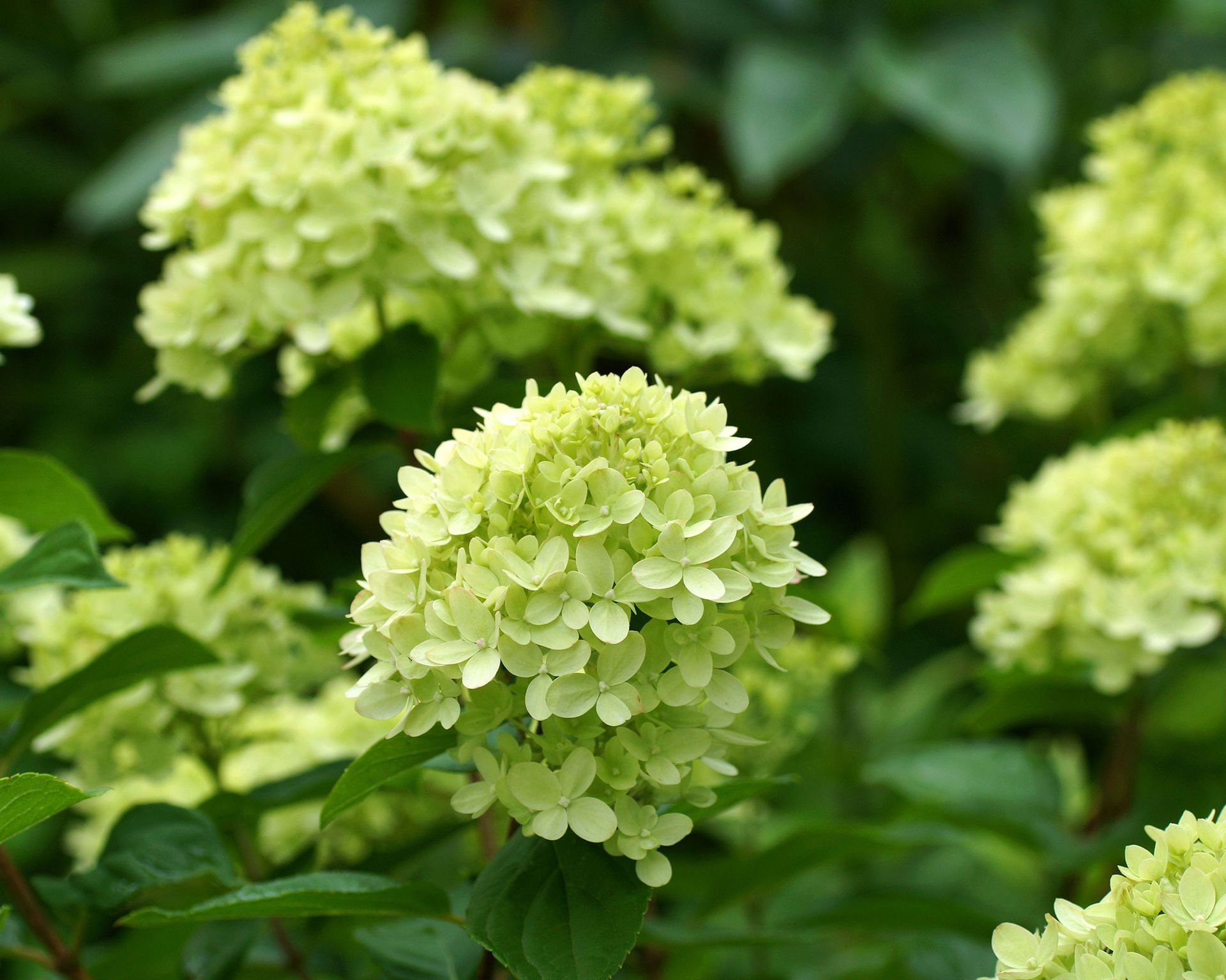 Best slug-repellent plants: 14 slug-proof planting choices | Gardeningetc
