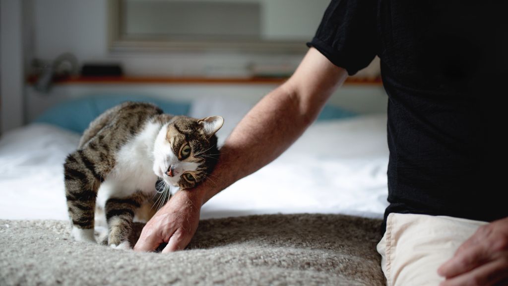 32 of the sweetest ways cats show affection | PetsRadar