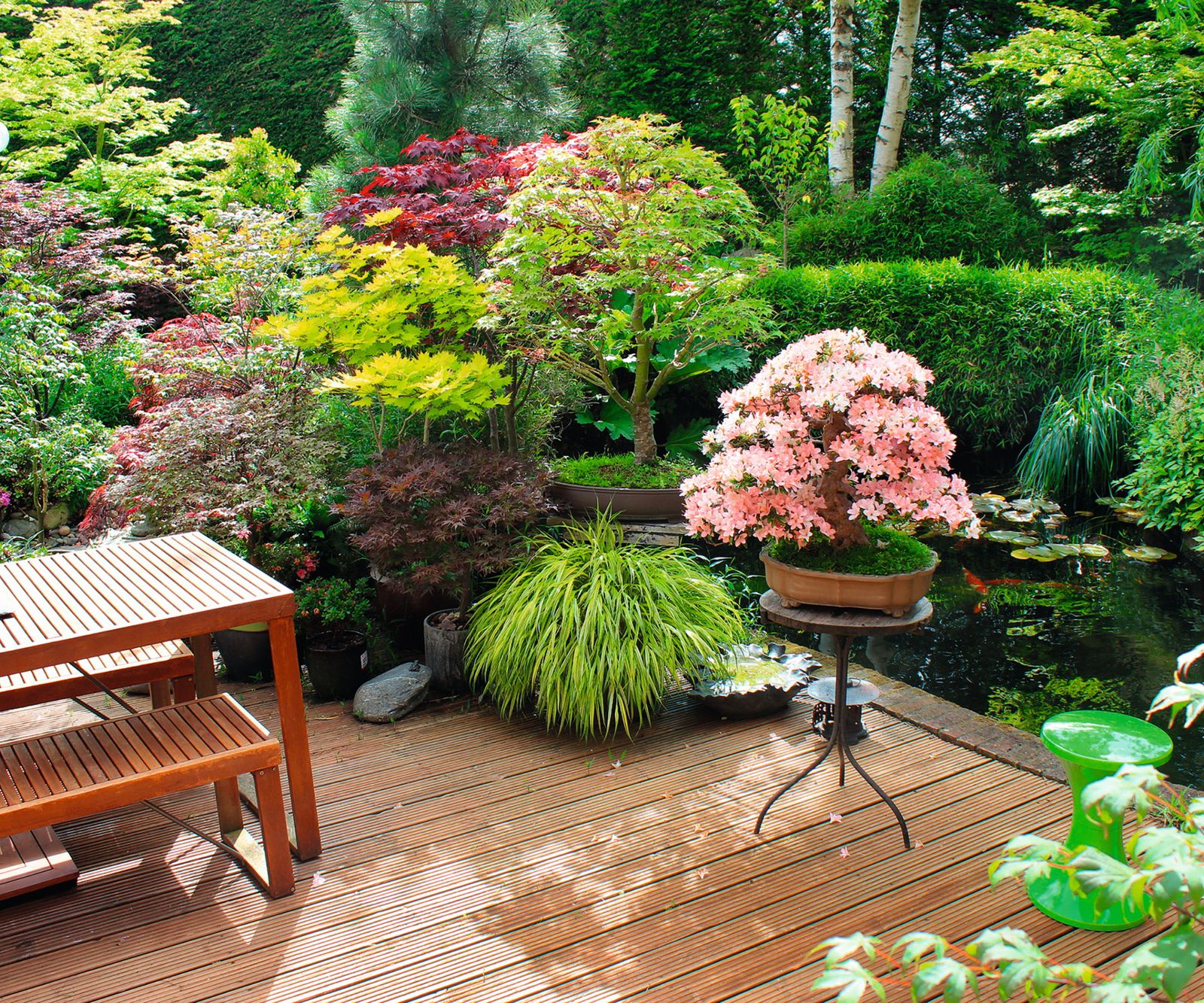 The Best Azaleas for Pots for Big Blooms in Small Spaces | Homes and ...