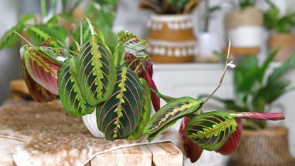 How to care for a prayer plant: an expert guide | Woman & Home