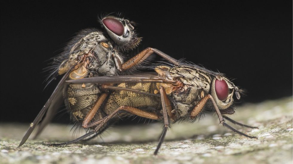 Mating Flies image wins Spirit of Nature Photography Competition ...