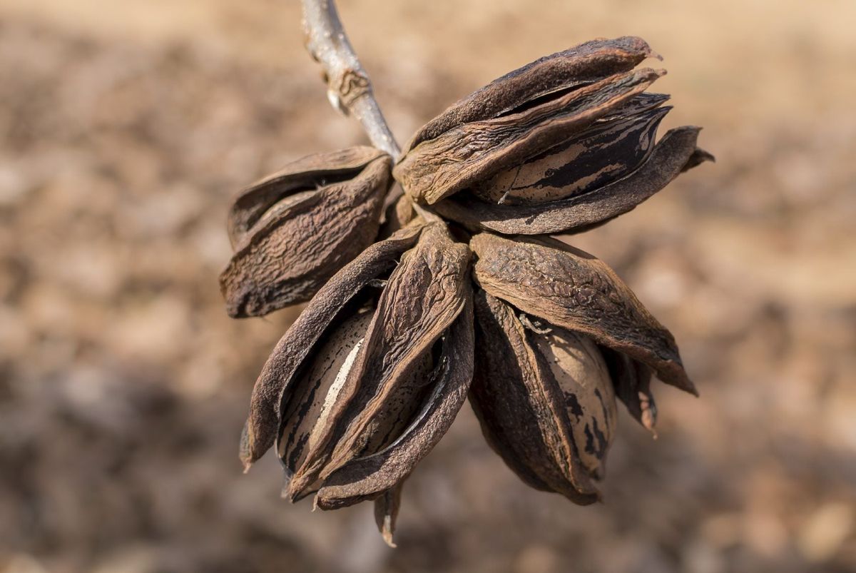 Harvesting Pecan Trees - Learn When And How To Harvest Pecan Nuts ...