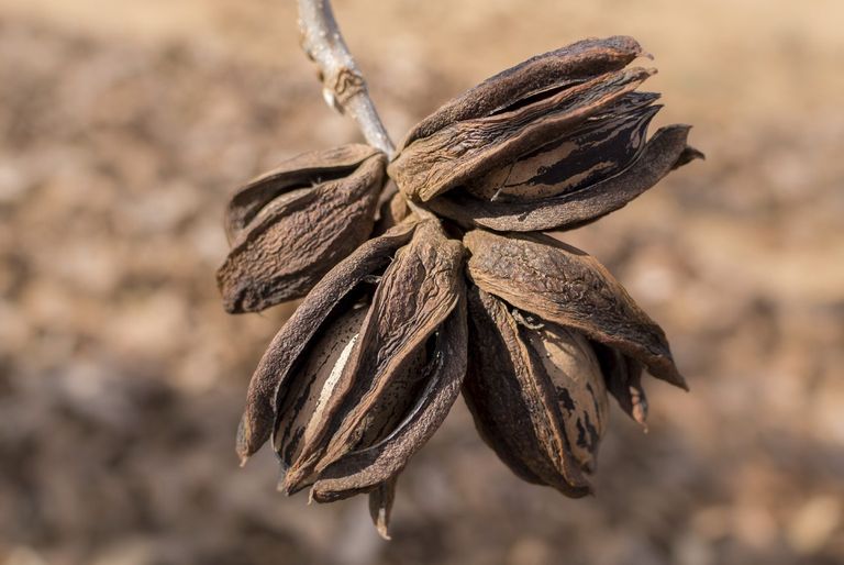 Harvesting Pecan Trees - Learn When And How To Harvest Pecan Nuts ...