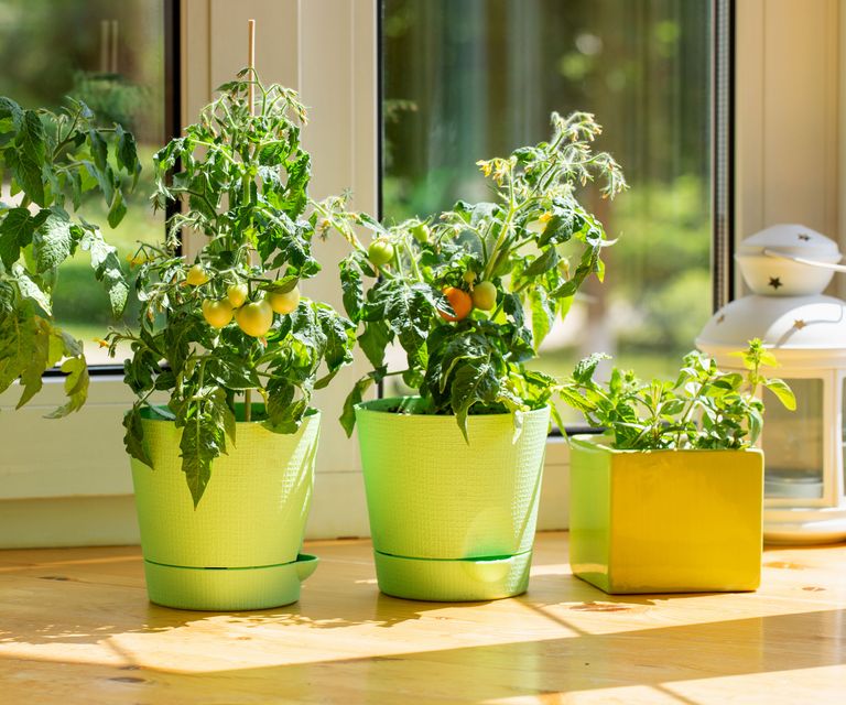 Complete Guide To Growing Tomatoes Indoors All Year | Gardening Know How