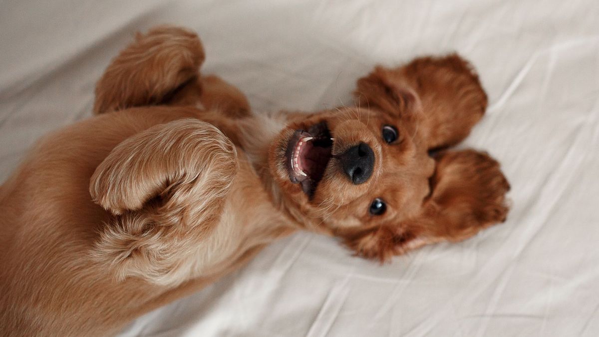 32 things to love about Cocker Spaniels | PetsRadar