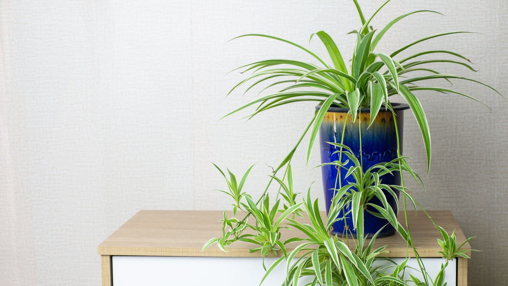 How to grow spider plant babies - three ways to propagate | Ideal Home