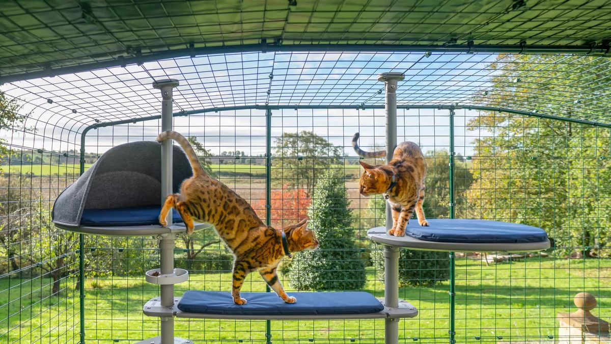 Best outdoor cat enclosures 2024: Let your feline explore nature safely ...