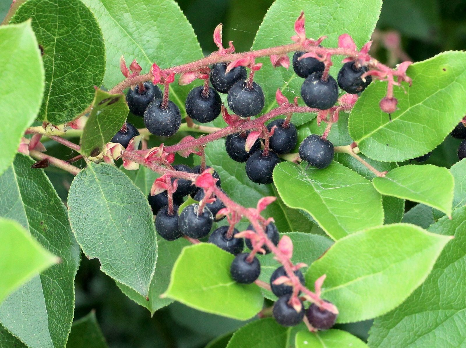 What Is Salal Plant - Learn About Salal Plant Care | Gardening Know How
