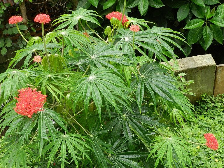 Care Of Coral Plant: Learn How To Grow A Coral Plant | Gardening Know How