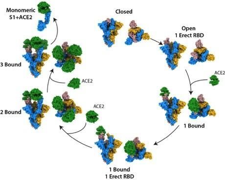 Coronavirus spike protein morphs into 10 different shapes to invade ...