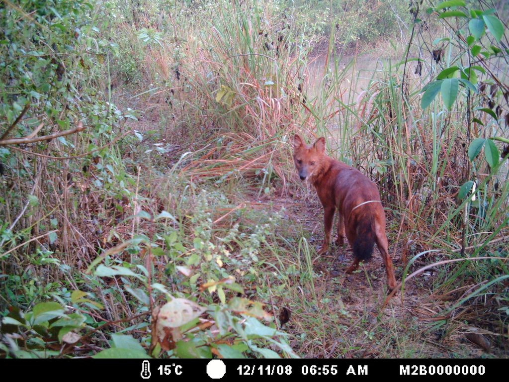 Elusive Wild Dog Species Spotted in Thailand | Live Science