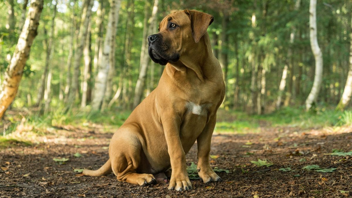 Best guard dog breeds for maximum protection | PetsRadar