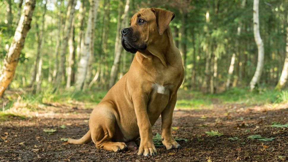 20 best guard dog breeds for maximum Protection | PetsRadar