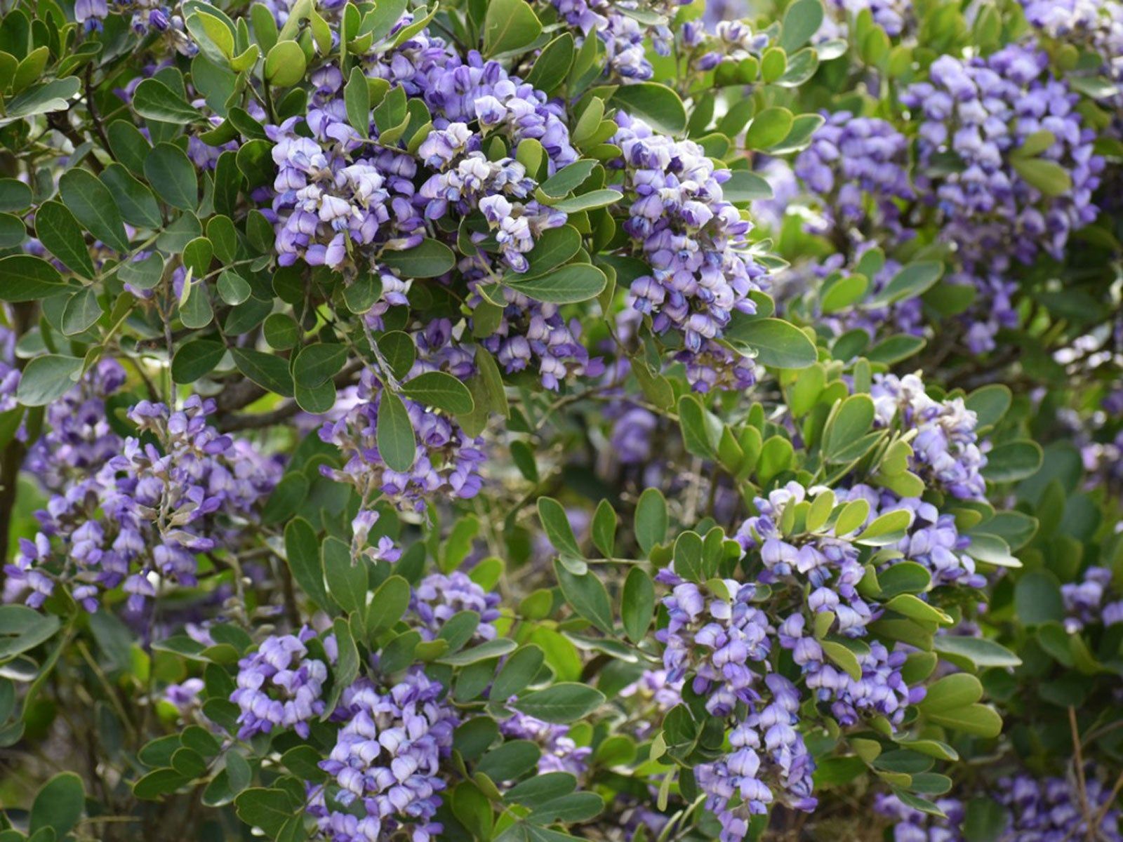 Southwestern Shade Trees: Desert Trees For Shade In The Landscape ...