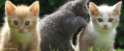 Cats - News and Scientific Articles on Live Science | Live Science