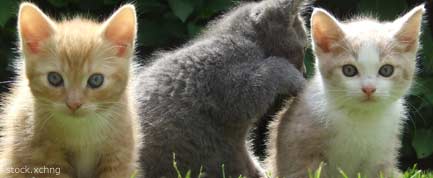 Cats - News and Scientific Articles on Live Science | Live Science