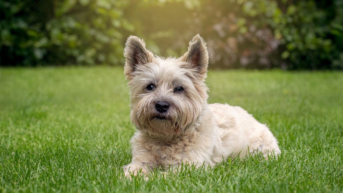 Scottish dog breeds that will melt your heart | PetsRadar