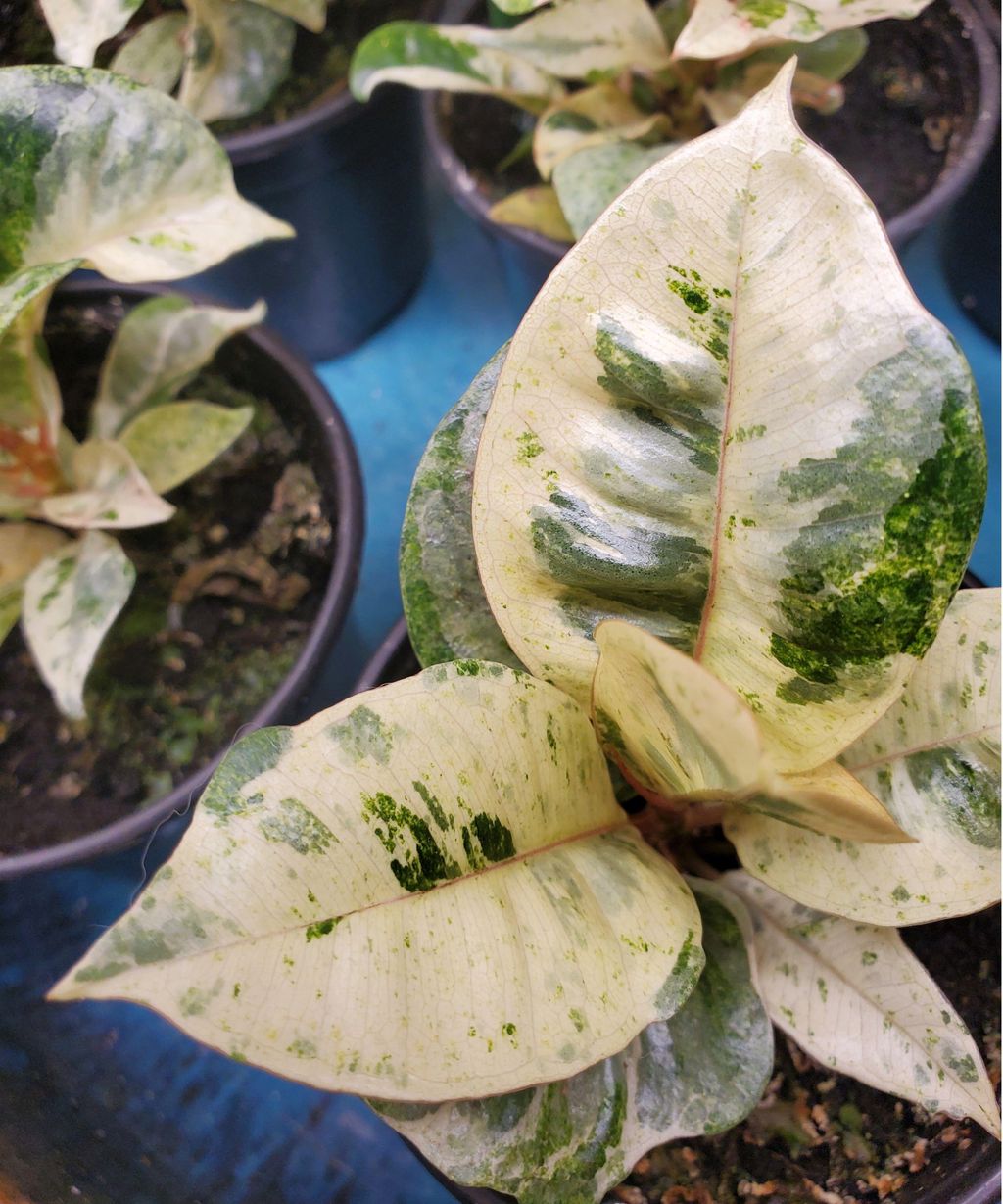 How to care for Ficus elastica 'Shivereana': 3 expert tips | Homes and ...