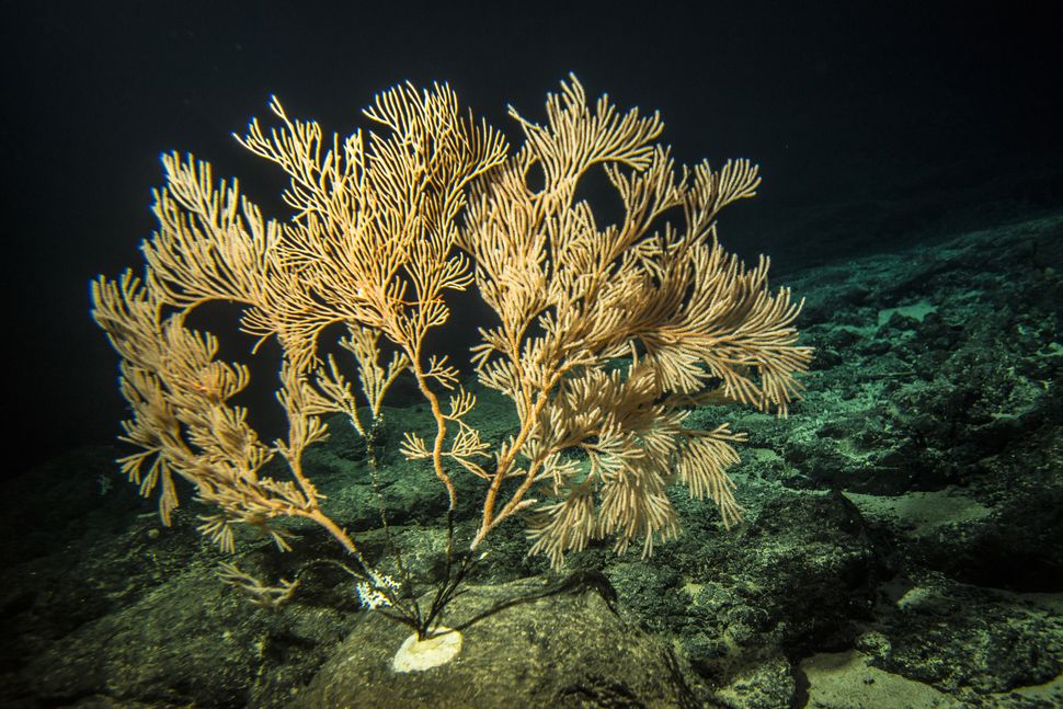 In Photos: Seamount Dives Reveals Rare Marine Life | Live Science