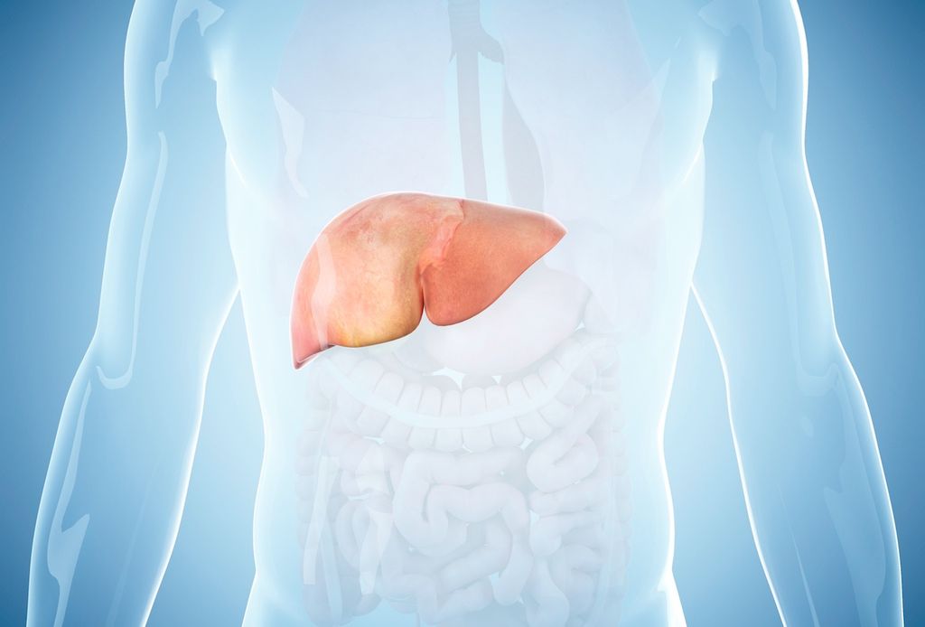 Liver: Function, failure & disease | Live Science