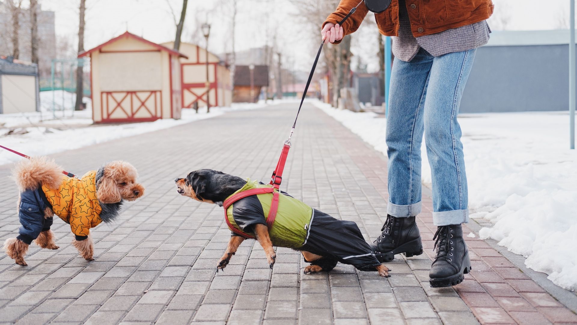 Is your dog reactive on walks? Try this trainer’s surprising tip for a ...