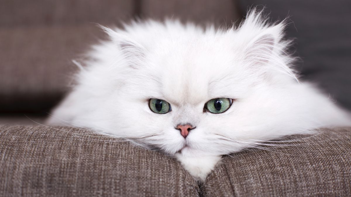 32 sleepiest cat breeds | PetsRadar