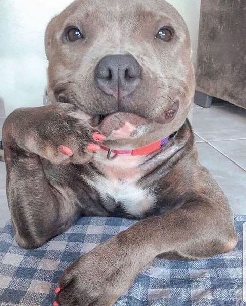 10 photos that prove big dogs have big hearts | PetsRadar