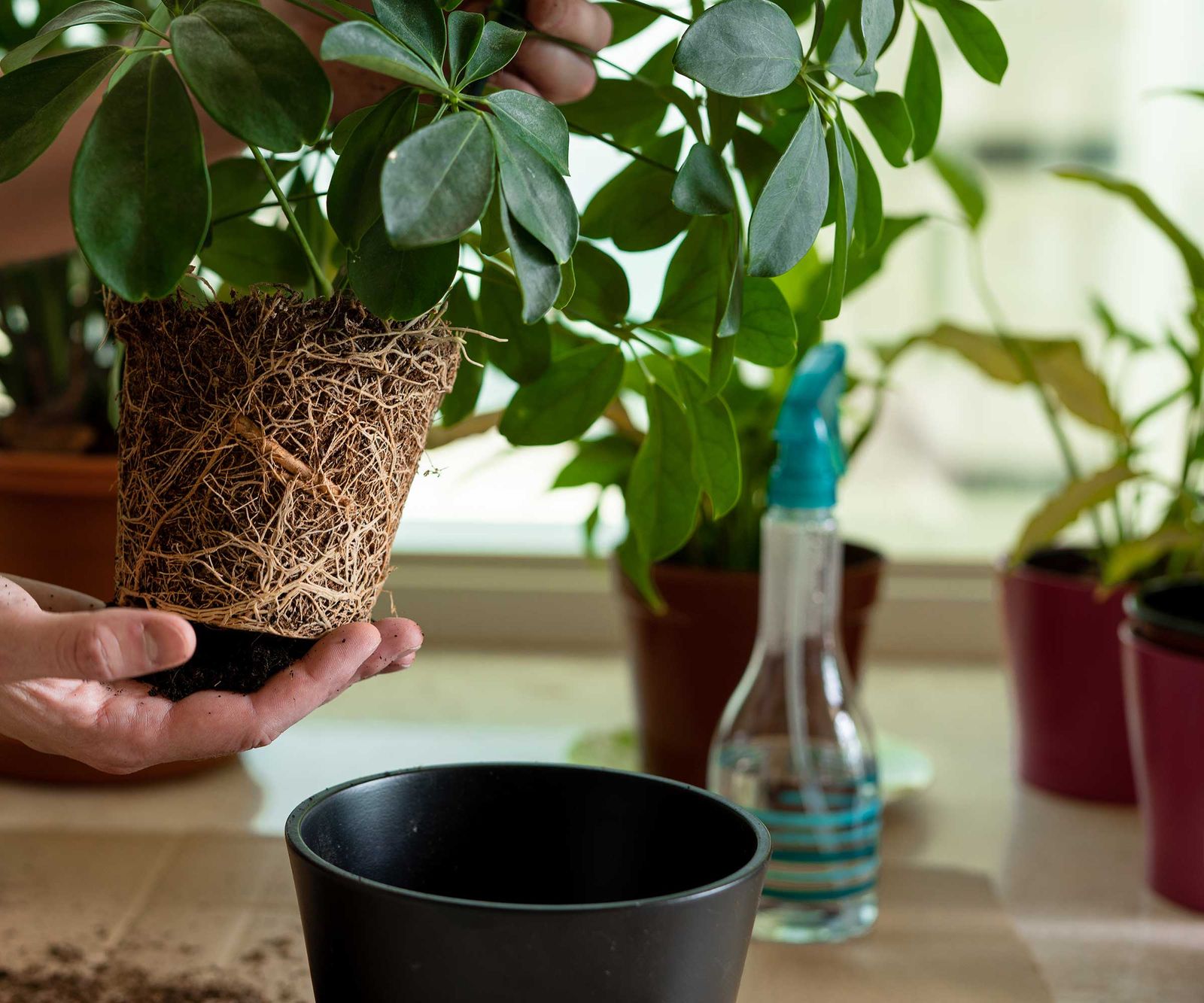 How to prune houseplant roots: why and how to do it | Homes and Gardens