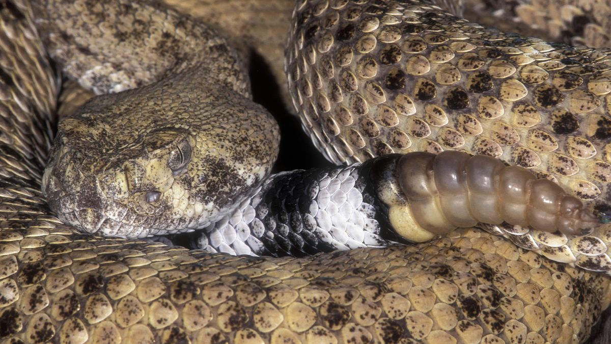 How 10 animals evolved their iconic features | Live Science