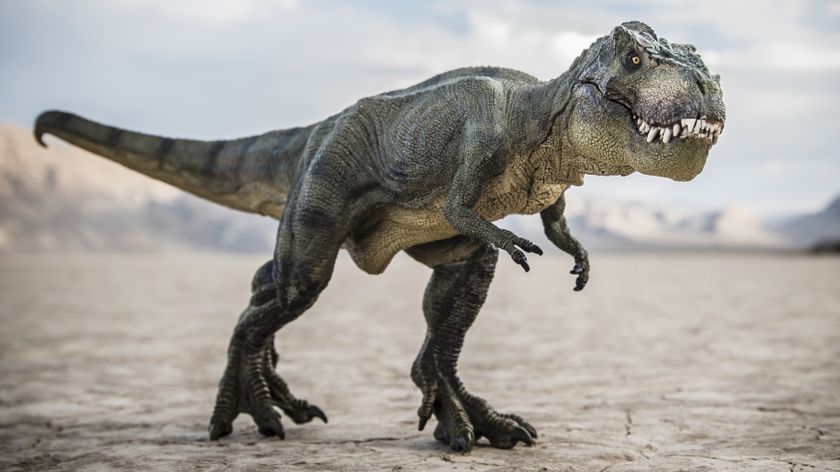 What Did T. Rex Eat? Grazers? Rotting Meat? Itself? | Live Science