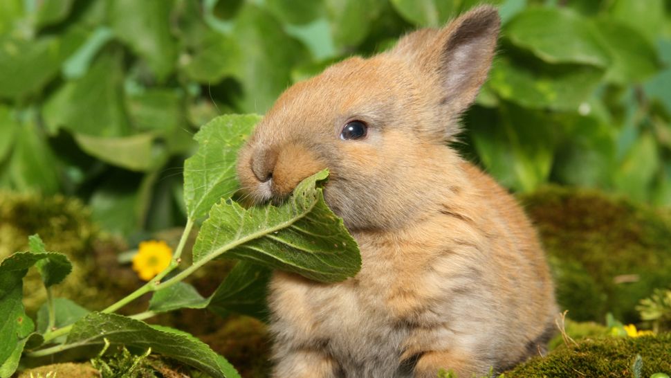 32 things to consider before getting a rabbit | PetsRadar