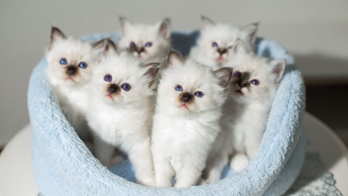 Birman cats: 32 things you didn’t know about this breed | PetsRadar