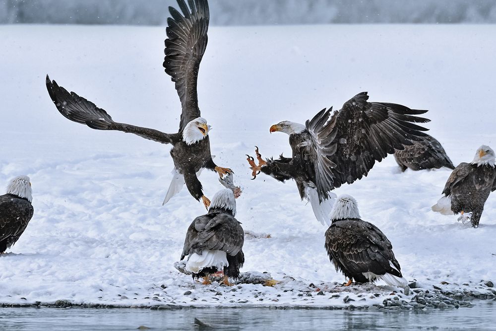 Gallery: America's Most Endangered Rivers of 2019 | Live Science