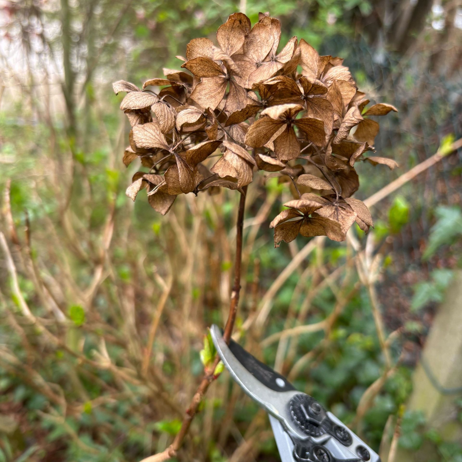 When to deadhead hydrangeas – plus Monty Don's top tip | Ideal Home