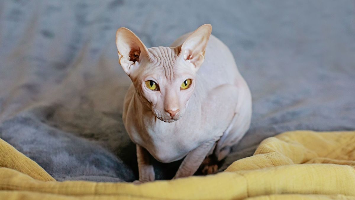 Most expensive cat breeds: Top 10 in the US | PetsRadar