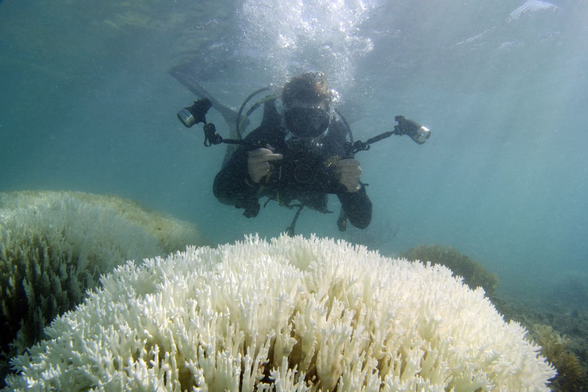 Chilling Photos Show Coral Bleaching Across the Globe | Live Science