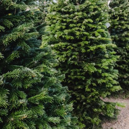 David Domoney reveals when to buy a real Christmas tree | Ideal Home